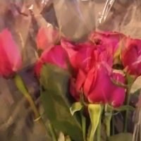 2 Fat Seagulls – Poetry ~ Cabbage After Christmas